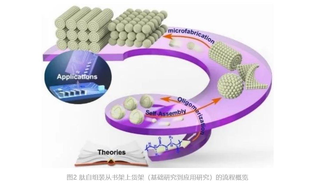 下一代超结构会是什么样？浙大科创青年PI提出肽自组装体的二次组装新构想